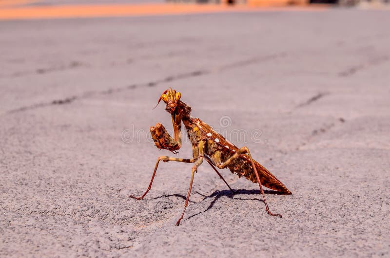 A Large Brown Bug with Long Legs is Walking on a Grey Surface Stock ...