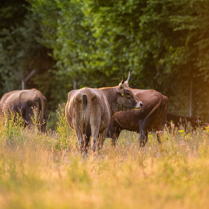 Large Brown Bull and Cows Grazing on a Field Stock Image - Image of ...