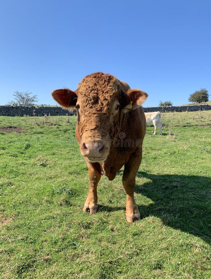 Brown Bull stock photo. Image of beast, dairy, farming - 250999786