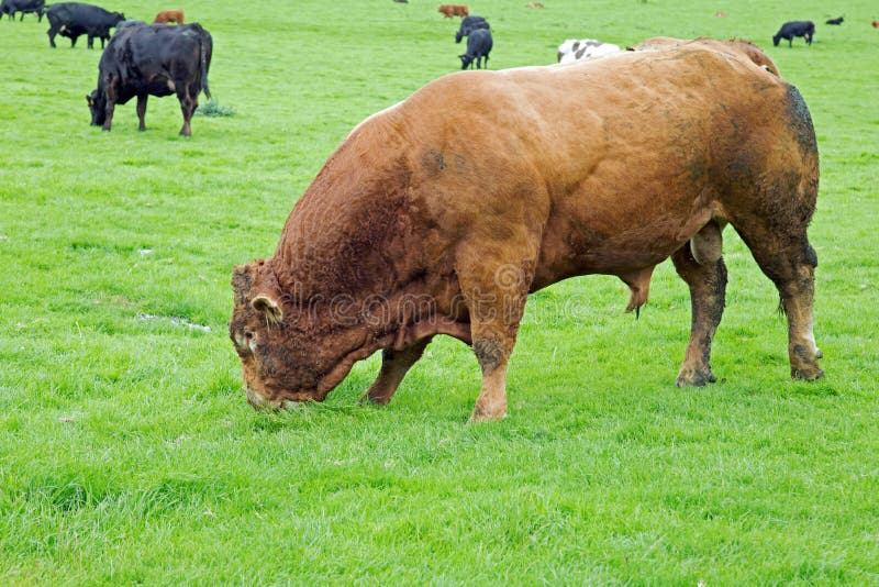 Large Brown Bull Standing in a Field Stock Image - Image of grazing ...