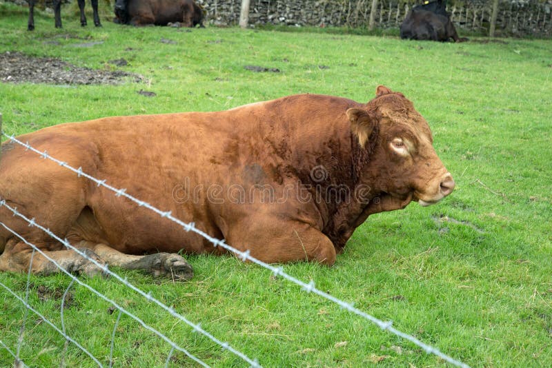 Large bull in a field stock photo. Image of massive, heavy - 33192636