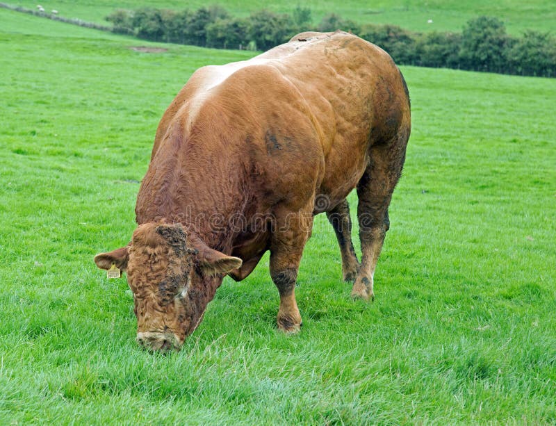 Large Brown Bull Standing in a Field Stock Photo - Image of beef, brown ...