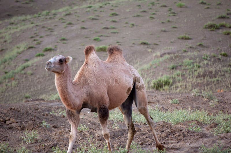 Large Brown Camel Grazing on a Rural Countryside Field Stock Image ...