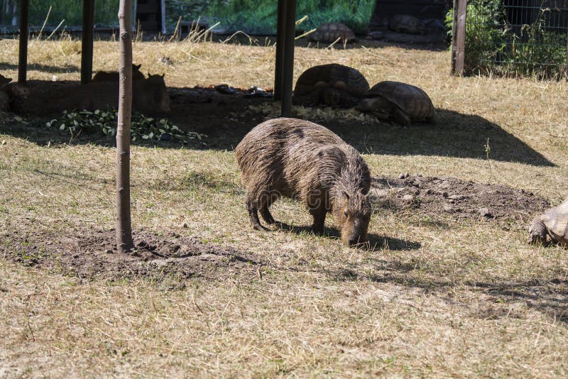 Capybara in the field stock image. Image of animal, mammal - 29361385