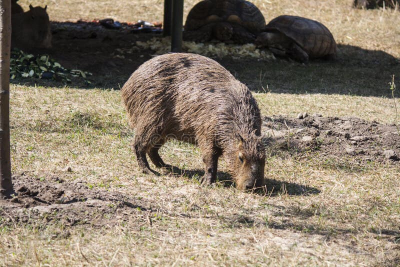 Capybara in the field stock image. Image of animal, mammal - 29361385