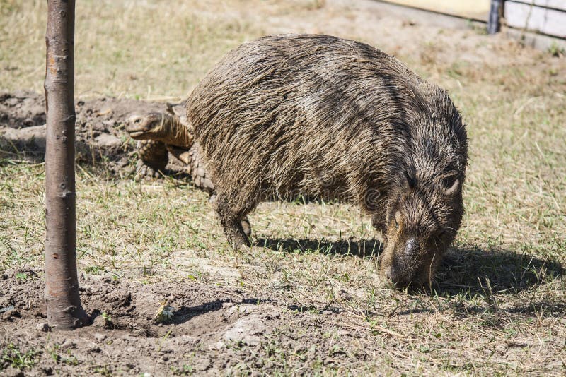 Capybara in the field stock image. Image of animal, mammal - 29361385
