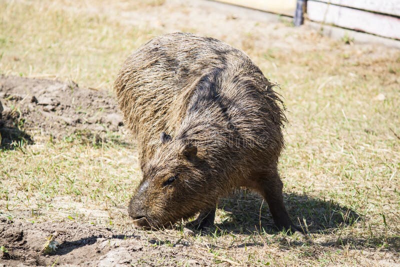 Capybara in the field stock image. Image of animal, mammal - 29361385