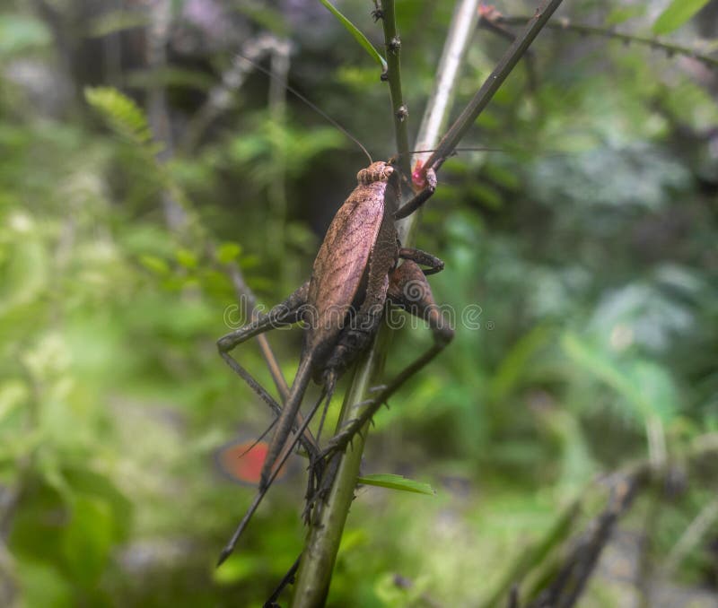 Large Brown Cricket in the Jungle Stock Image - Image of jungle, locust ...