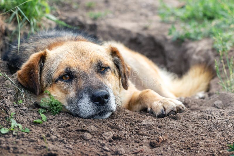 A Large Brown Dog Lies in a Dug Pit Stock Image - Image of handsome ...