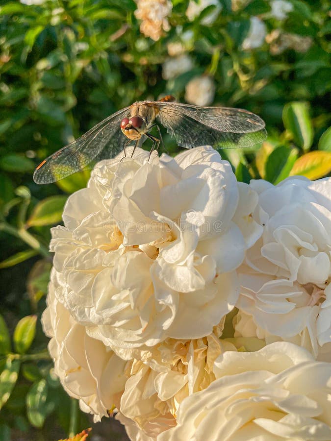 A Large Brown Dragonfly Perched on a White Flower Possibly a Rose in a ...