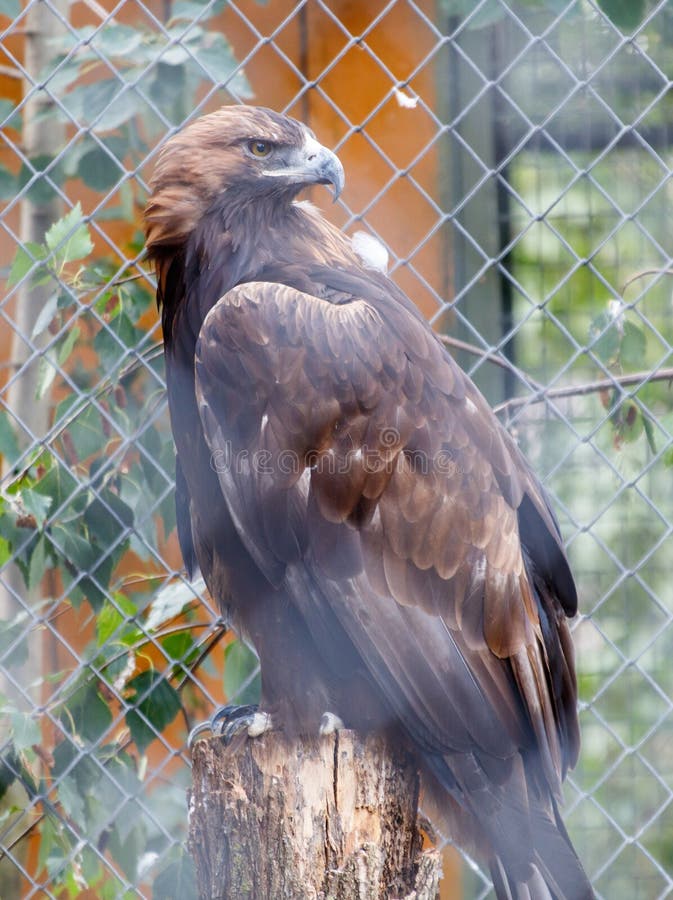 A Large Brown Eagle is Perched on a Wooden Post in a Cage Stock Image ...