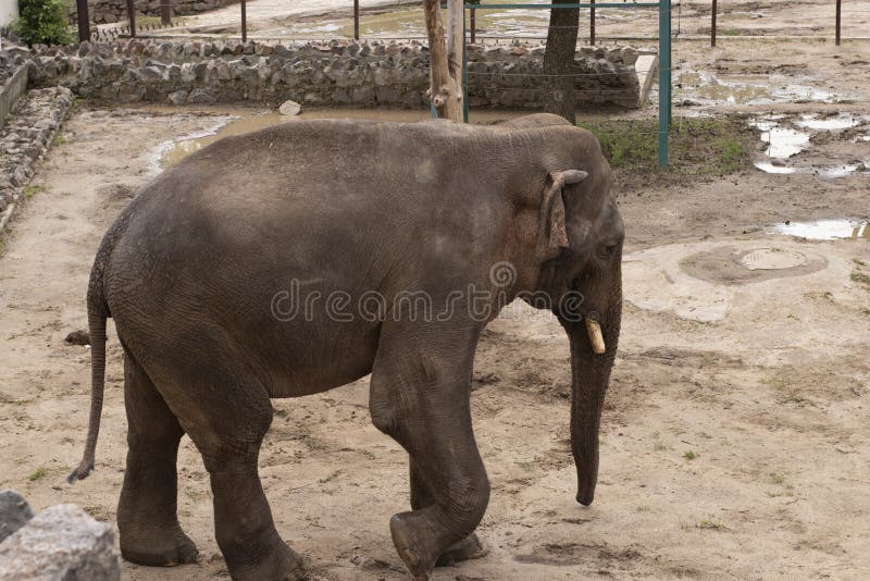 Large Brown Elephant on a Background of Sand Close-up Outdoors. Stock ...