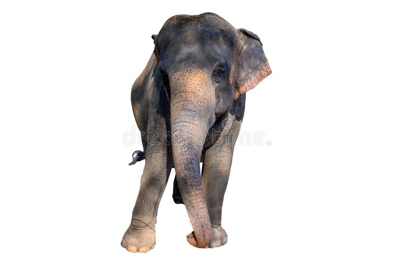 Large Brown Elephant White Background Isolate Stock Photo - Image of ...