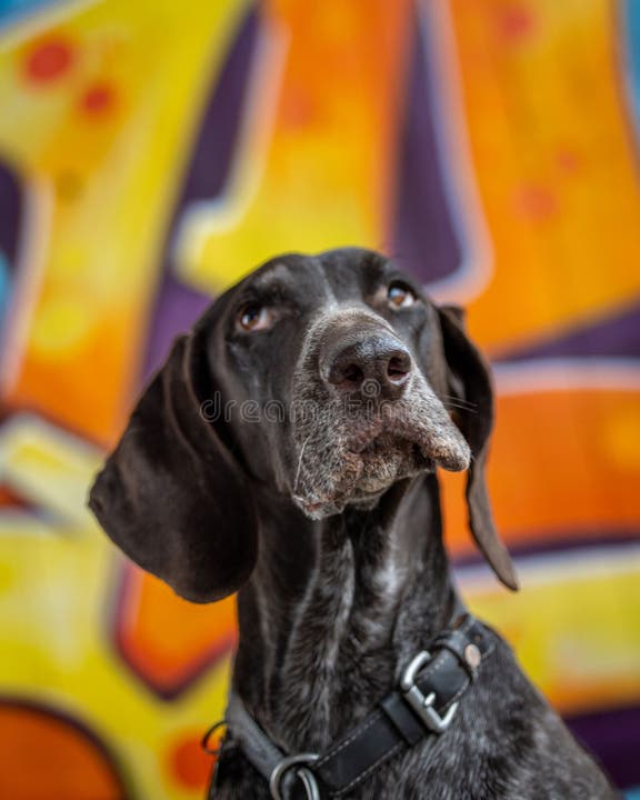 Large Brown German Shorthaired Pointer in Front of a Brick Wall with ...