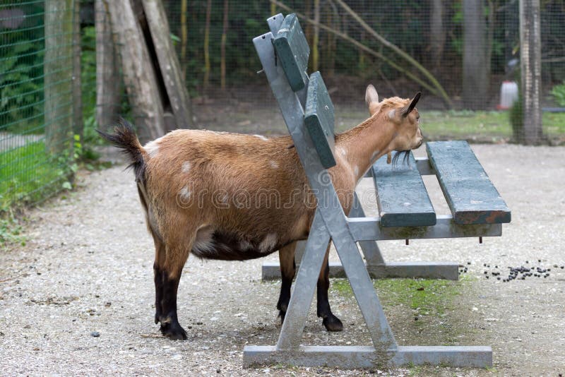 Goat Stuck Its Head through the Fence. Stock Photo - Image of female ...