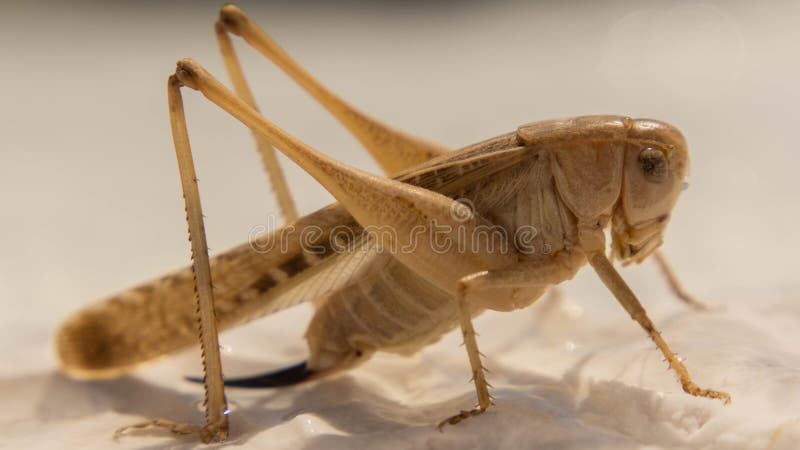 Large Brown Grasshopper Sitting on a White Stone Stock Photo - Image of ...