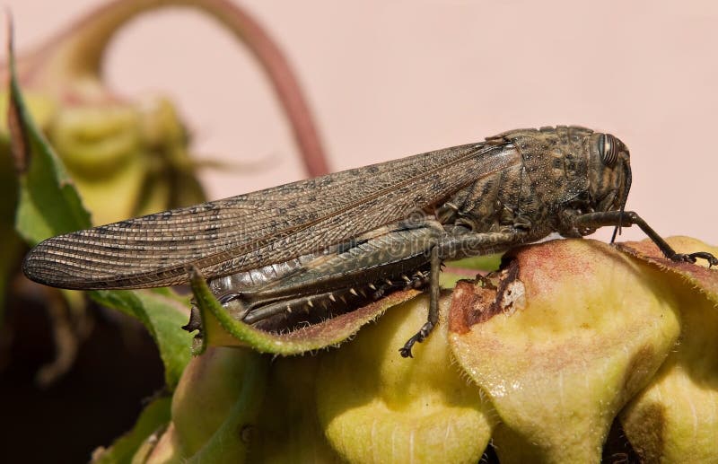 Large Brown Grasshopper on Sunflower Stock Photo - Image of locust ...