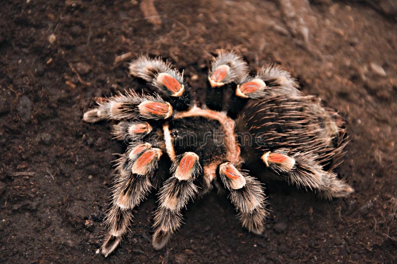 Big Hairy Tarantula Stock Photos - Download 826 Royalty Free Photos