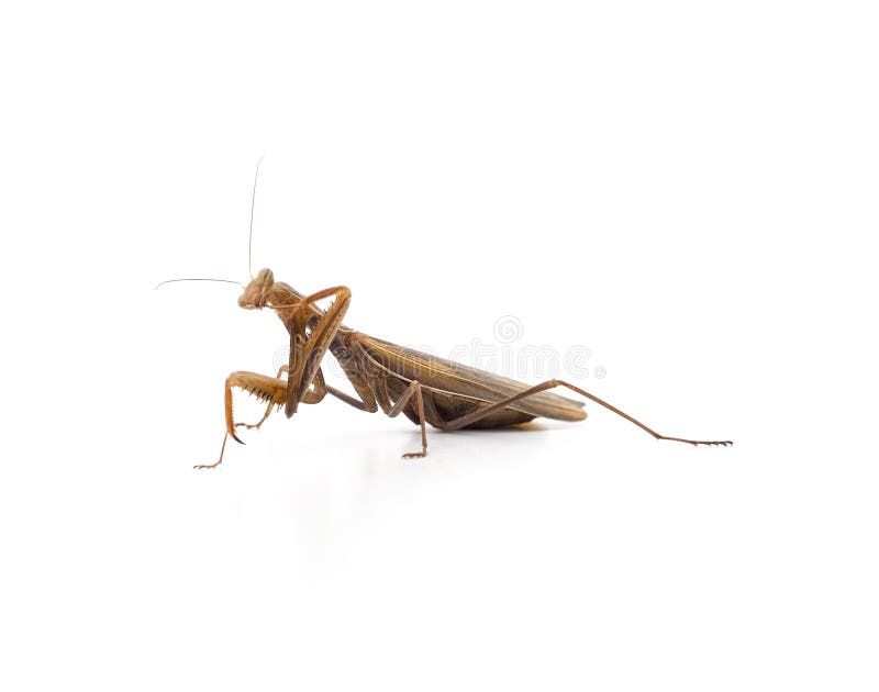 Large brown mantis stock image. Image of attention, danger - 273125497