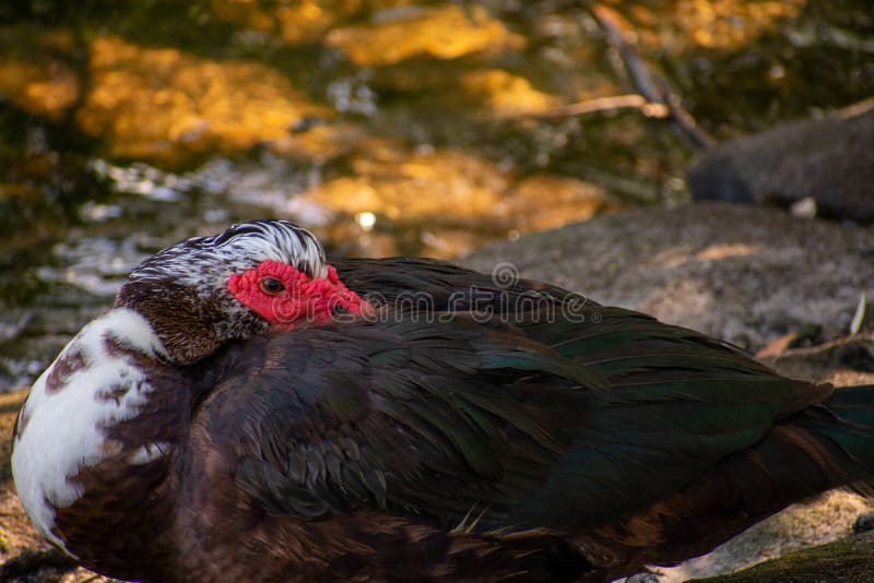 A Large Brown Muscovy Duck Resting in the Shade Stock Photo - Image of ...