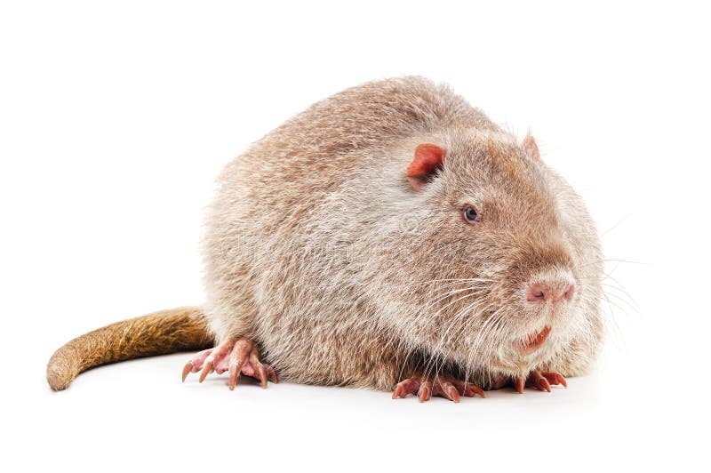 Large brown nutria stock image. Image of large, curiosity - 268434403