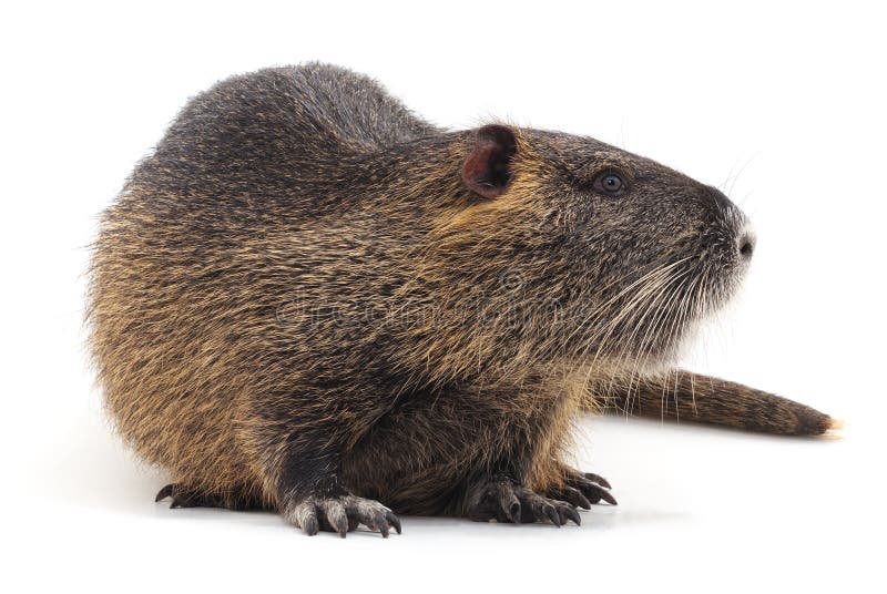 Large brown nutria. stock image. Image of wild, frame - 120785935