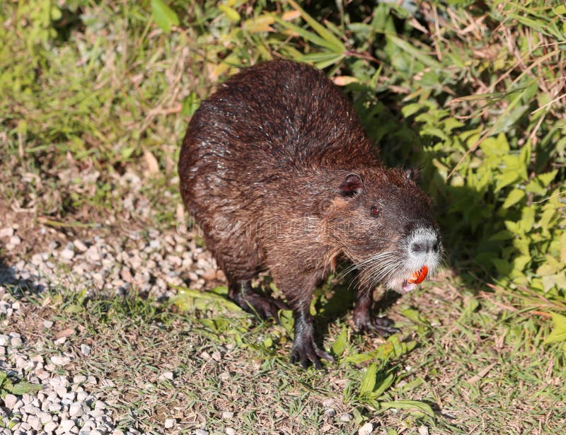 Large Brown Nutria in a Park Stock Image - Image of mammiferous, nutria ...