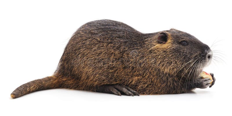 Brown Nutria on Green Lawn Wuth Flowers Eats. Portrait of Coypu in the ...