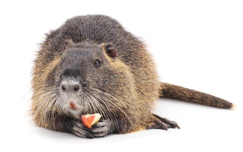 Large brown nutria. stock image. Image of farm, background - 114570179