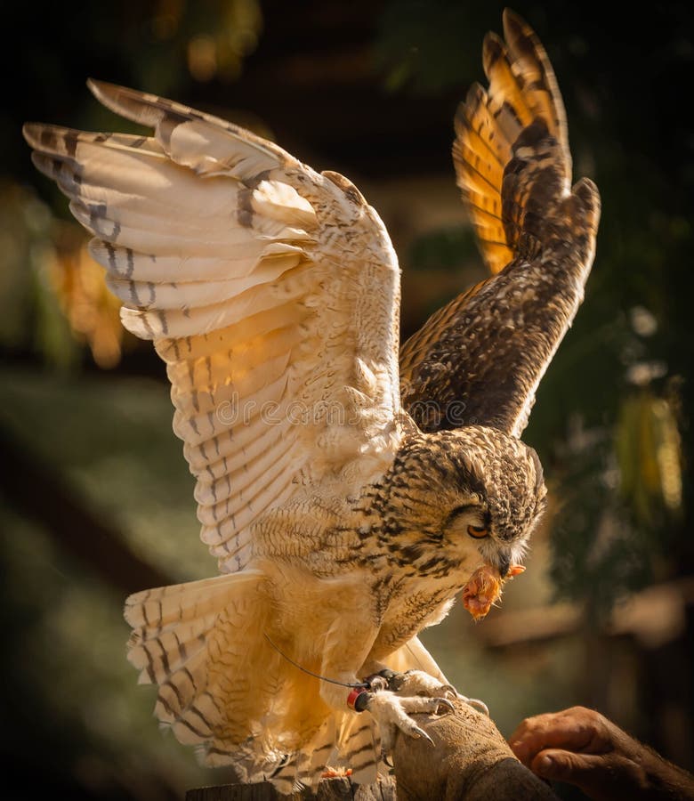 Large Brown Owl with Outstretched Wings Eating Chicken Stock Photo ...