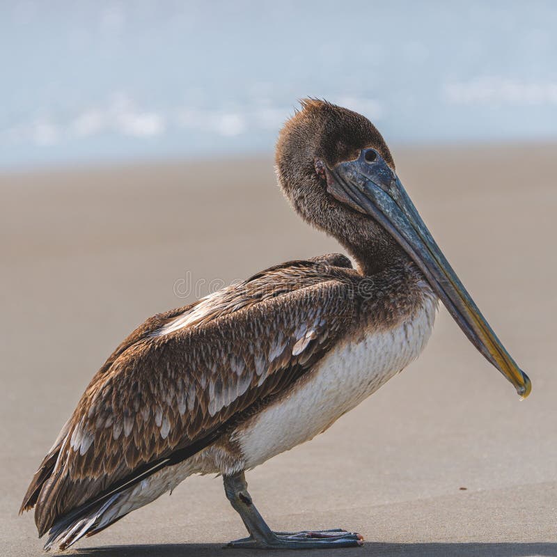 Large Brown Pelican Walking on a Sandy Beach Stock Photo - Image of long, bird: 272864930