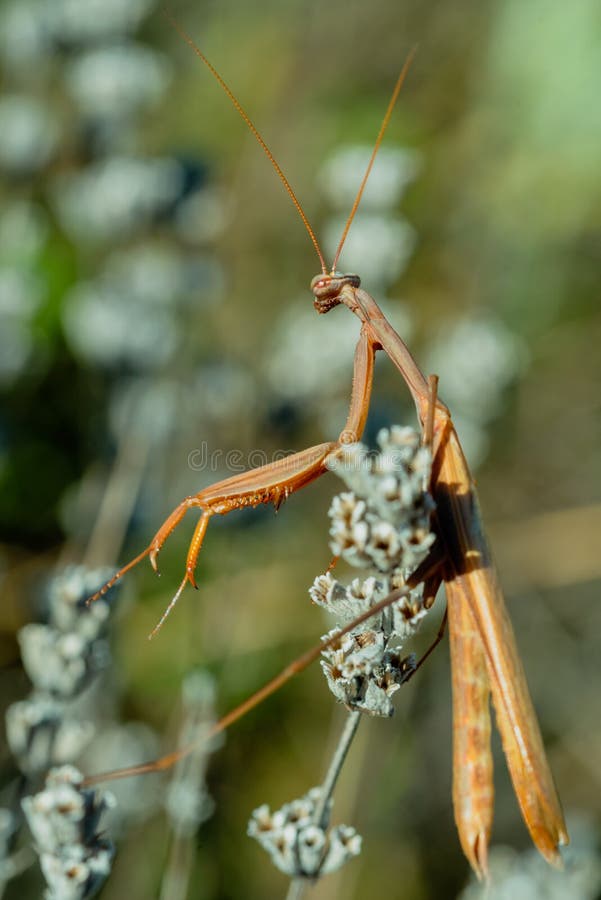 Large Brown Praying Mantis on a Dry Lavender Stem Stock Image - Image ...