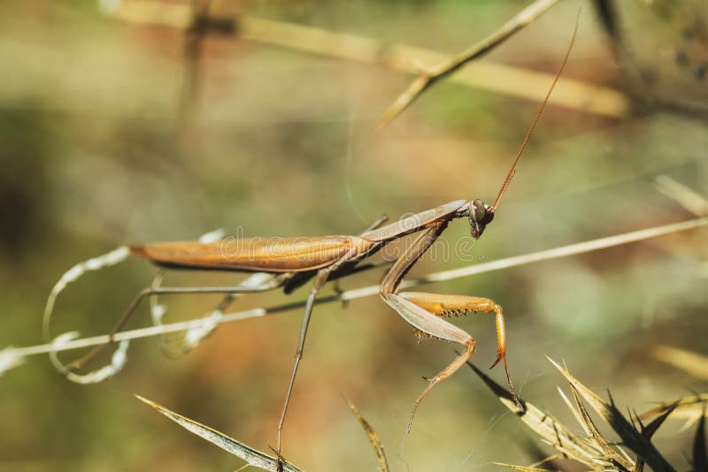 Large Brown Praying Mantis on a Dry Stem Stock Image - Image of garden ...