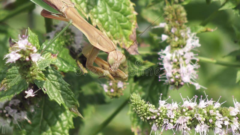 Praying mantis at night stock video. Video of america - 378903753
