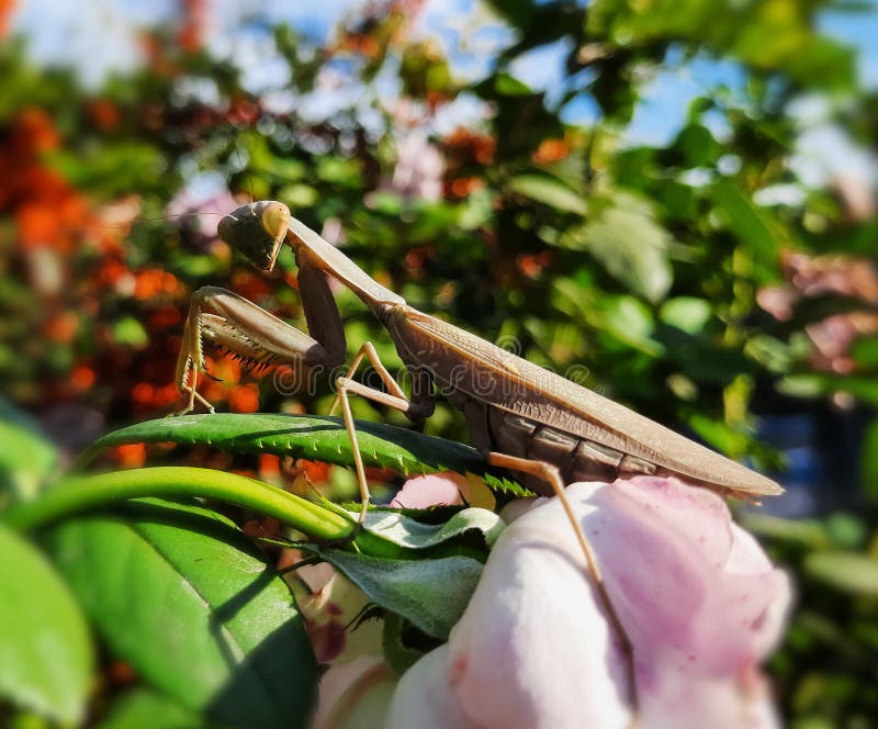 A Large Brown Mallard Tucson, Arizona Stock Image - Image of plant ...