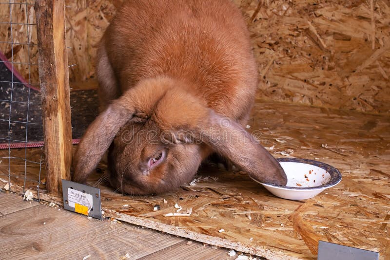 Large Brown Rabbit in a Cage Closeup Stock Image - Image of brown ...