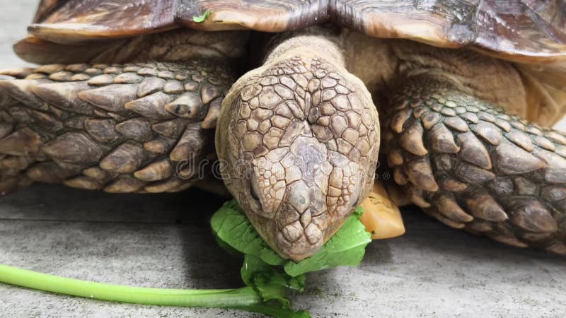 Large Brown Sea Turtle in Its Natural Habitat Stock Footage - Video of ...