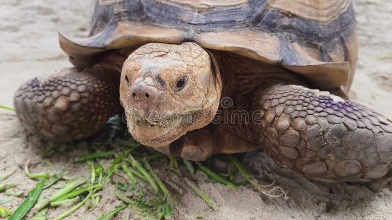 Large Brown Sea Turtle in Its Natural Habitat Stock Video - Video of ...