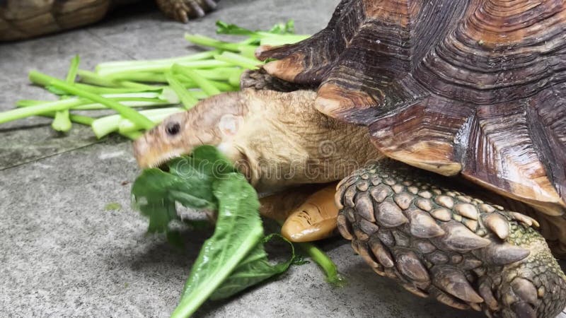 Large Brown Sea Turtle in Its Natural Habitat Stock Footage - Video of ...