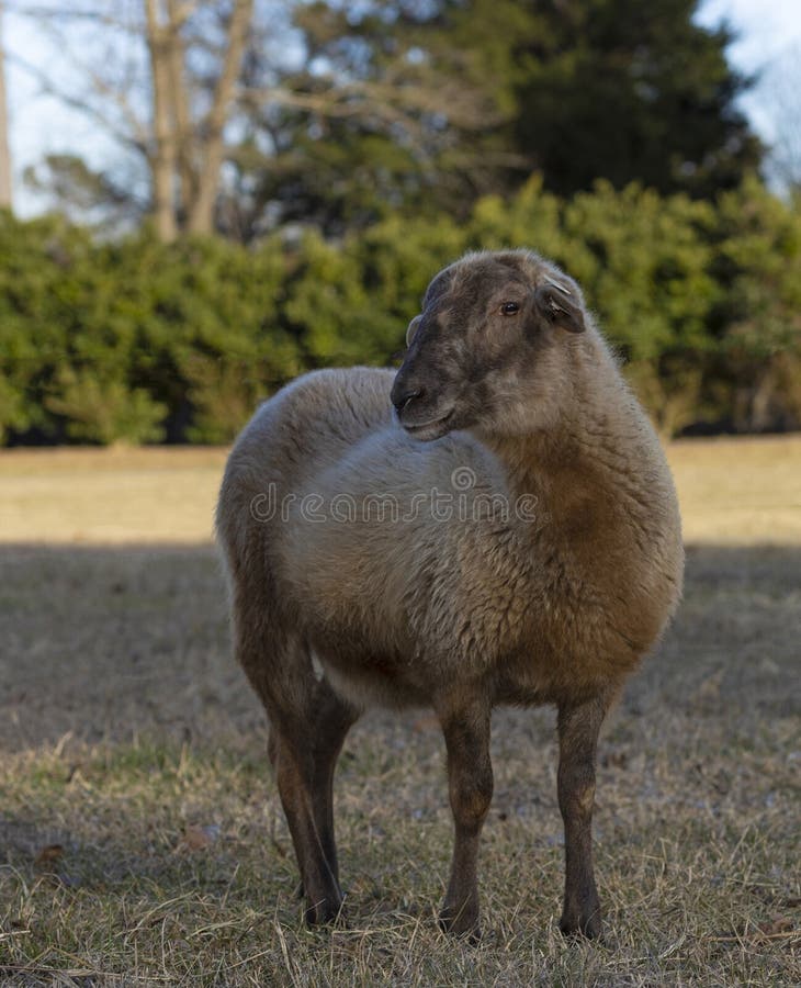 Large Brown Sheep Ewe on a Grass Field Stock Image - Image of large ...