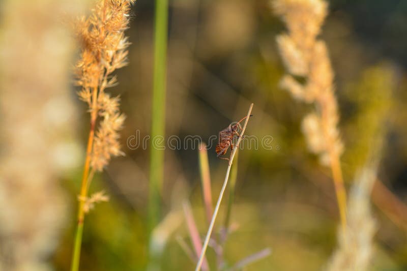 Large Brown Shield Bug in Nature Stock Photo - Image of edge, flora ...