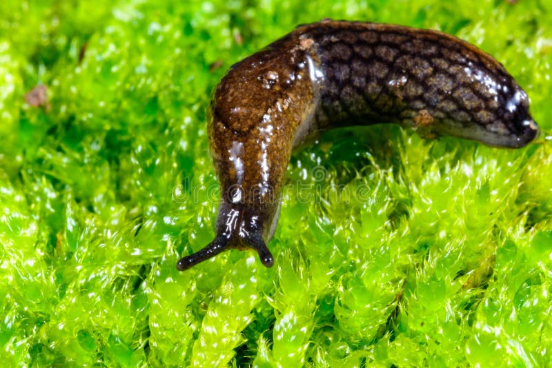 Large Brown Slug Crawling on Green Moss, Ukraine Stock Photo - Image of ...