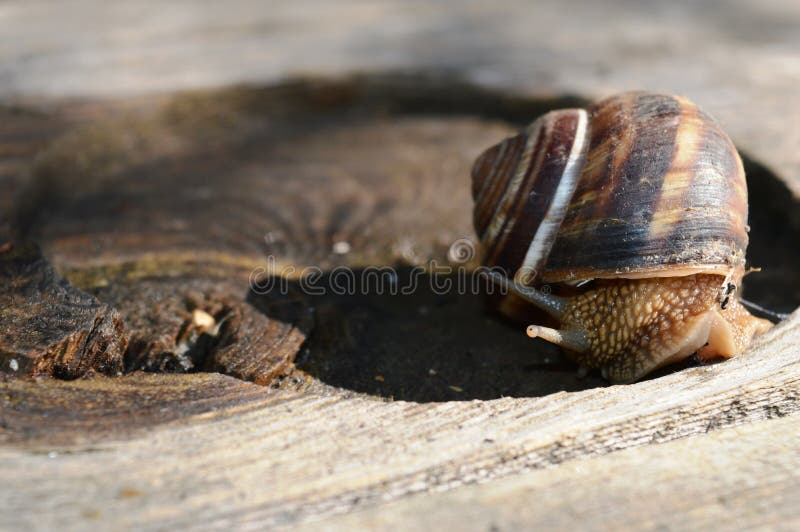Snail on the stump stock image. Image of nature, insect - 124530155