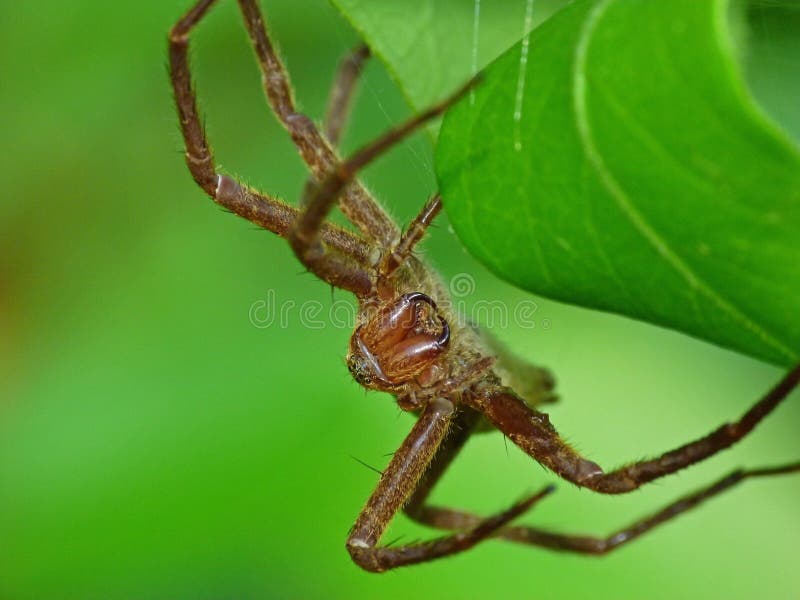 Large Brown Spider with Huge Fangs Stock Photo - Image of green, spider ...