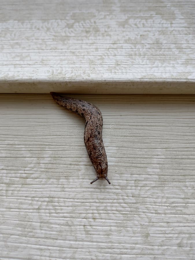 161 Snake Eating Large Animal Stock Photos - Free & Royalty-Free Stock ...