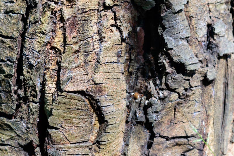 Large Brown Tree Trunk Plant Bark. Full Frame Stock Photo - Image of ...