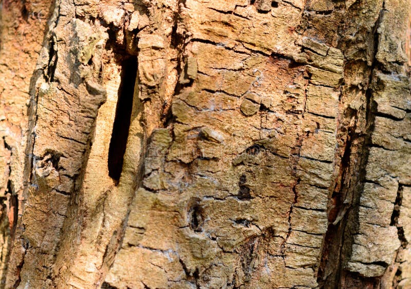 Large Brown Tree Trunk Plant Bark. Full Frame Stock Photo - Image of ...