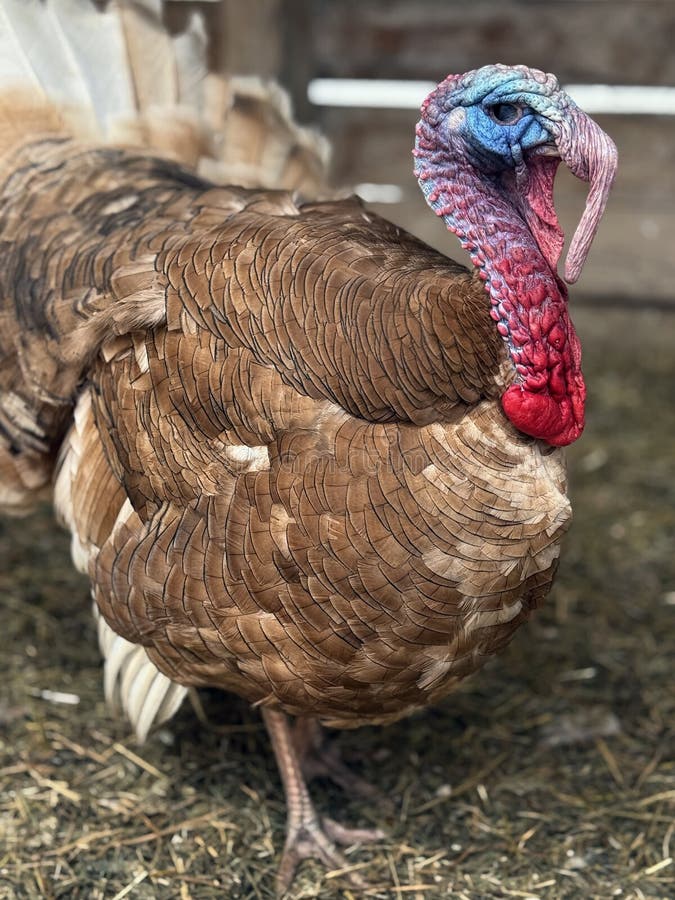 Large Brown Turkey Stands on Straw Inside a Rustic Barn, Illuminated by ...
