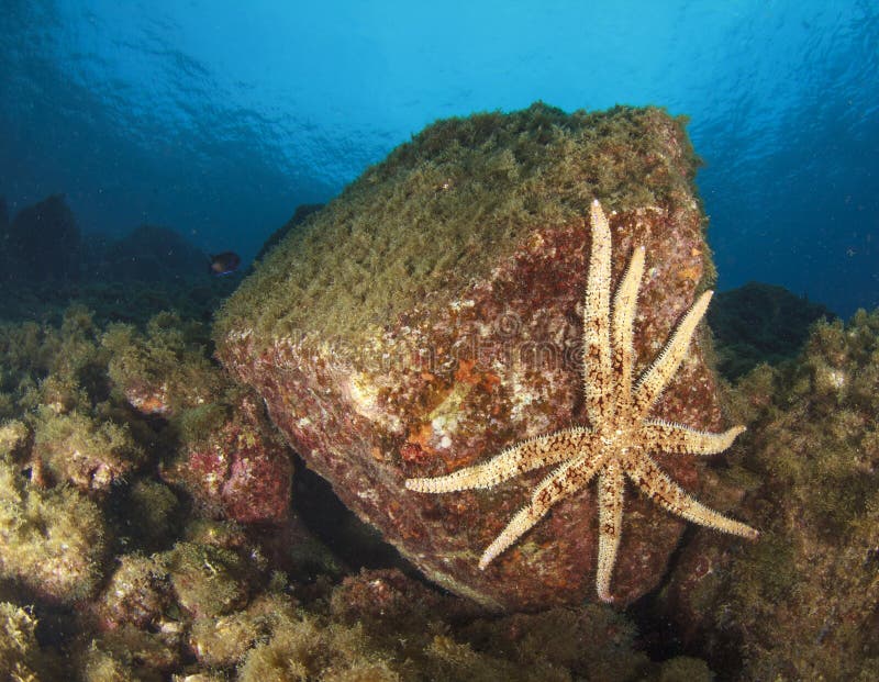 A Large Brownish Starfish Stretches in a Prism on the Seabed. Stock ...