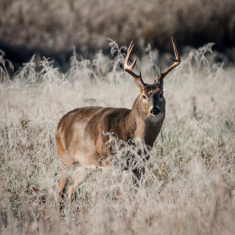 Large buck whitetail deer stock image. Image of hunting - 97129055